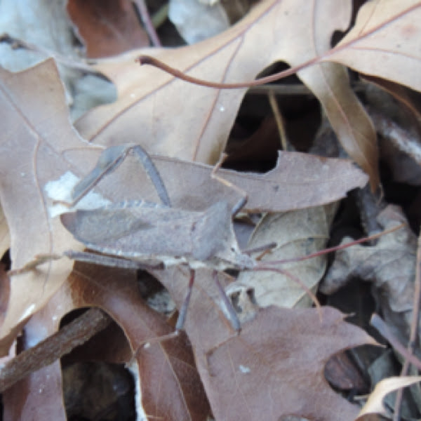 Giant Leaf-footed Bug | Project Noah