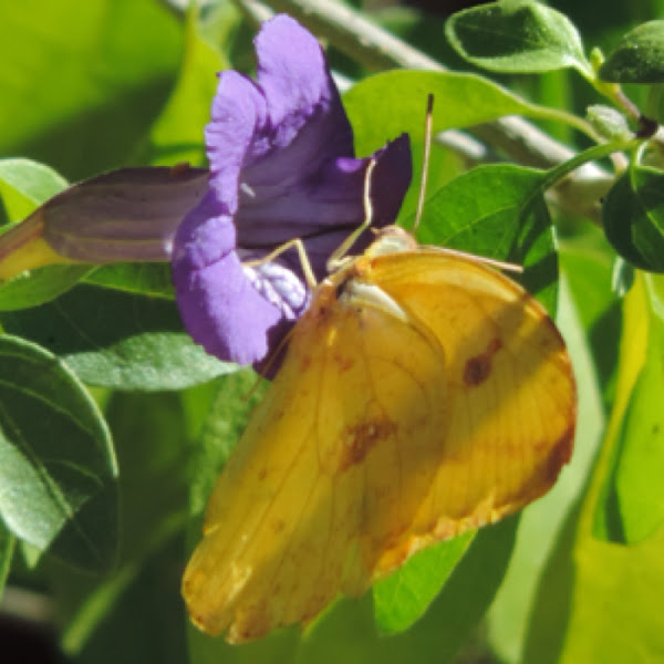 Cloudless Sulphur | Project Noah