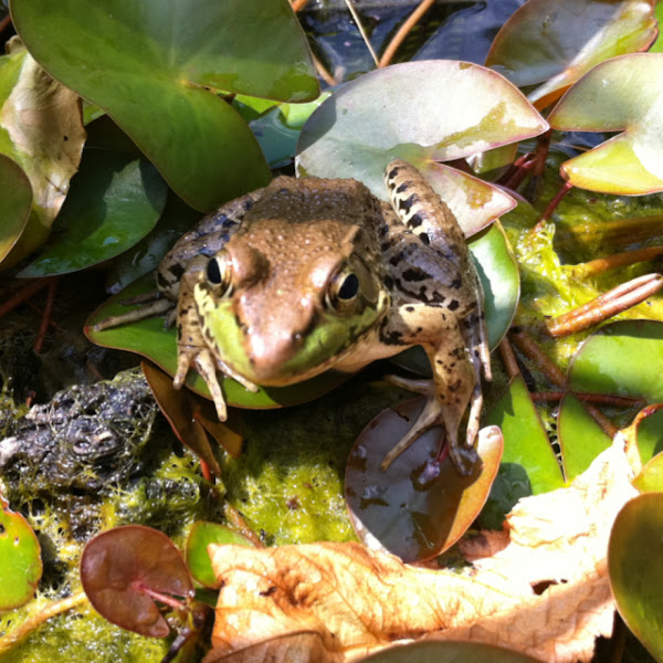 Green frog | Project Noah