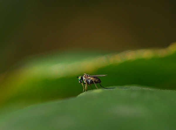 green eyed fly | Project Noah