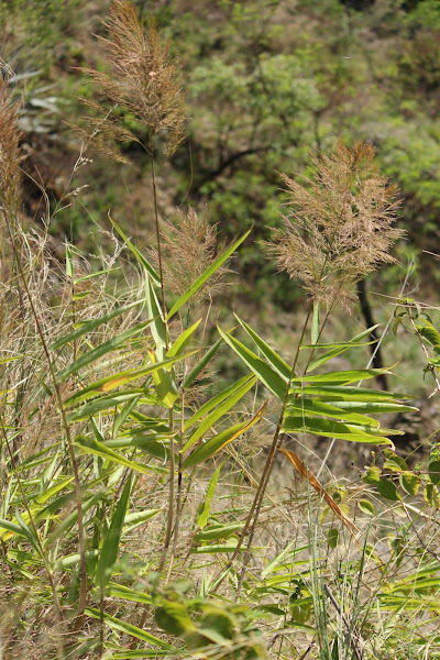 Tiger Grass, Asian broom grass, Bamboo grass | Project Noah