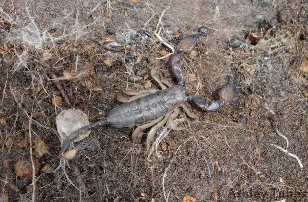 Flat Rock Scorpion | Project Noah
