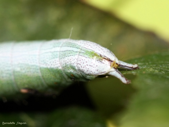Wavy-lined Heterocampa Moth Larva | Project Noah