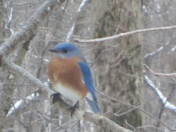 Eastern Bluebird | Project Noah