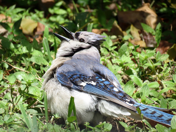 Blue jay | Project Noah
