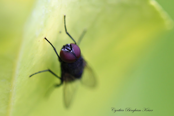 Muscid Fly | Project Noah