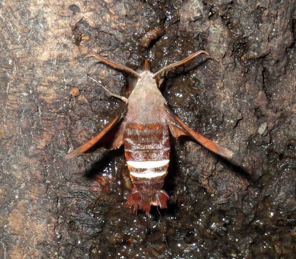 The Nessus Sphinx | Project Noah