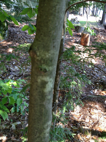 American Beech | Project Noah