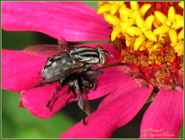 Sarcophagine Flesh Flies (Mating) | Project Noah