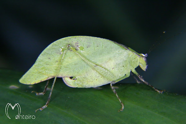 Long legged katydid | Project Noah