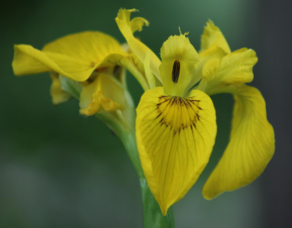 Yellow Iris | Project Noah