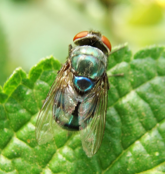 Blue bottle fly | Project Noah