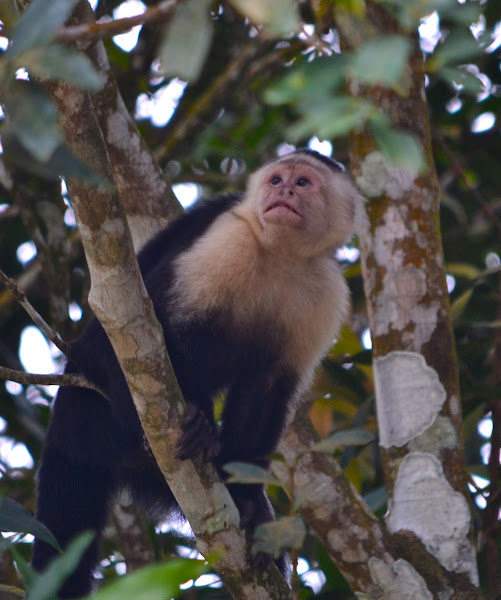 White-Headed Capuchin Monkey | Project Noah