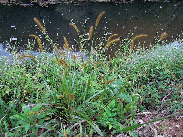 Knotroot Foxtail | Project Noah