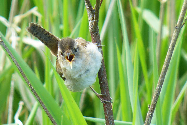 Marsh Wren | Project Noah