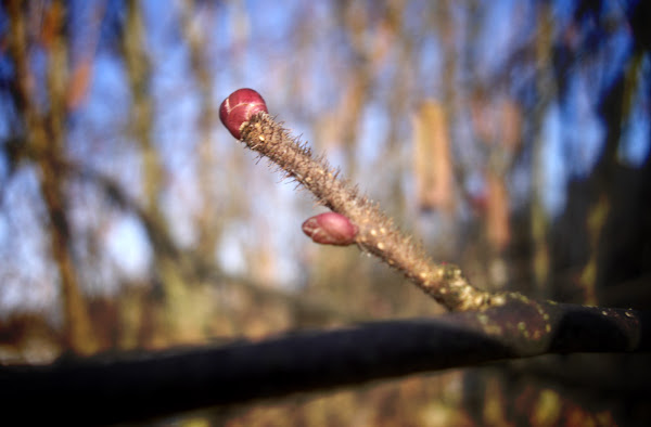 Hazel (shoots) | Project Noah