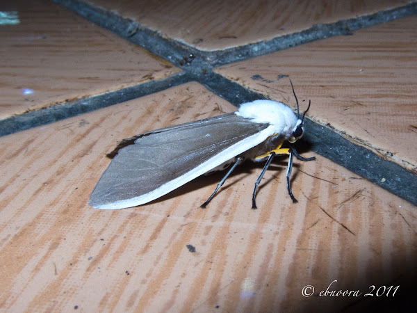 Tiger Moth | Project Noah