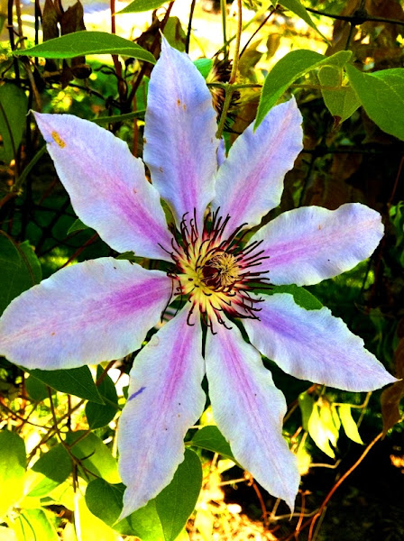 Clematis "Nelly Moser" | Project Noah