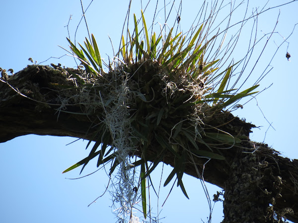 Orchid | Project Noah