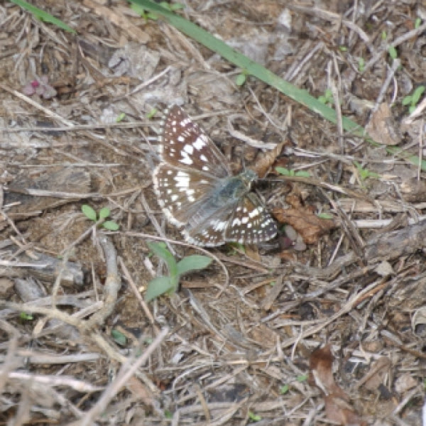 White Checkered Skipper | Project Noah