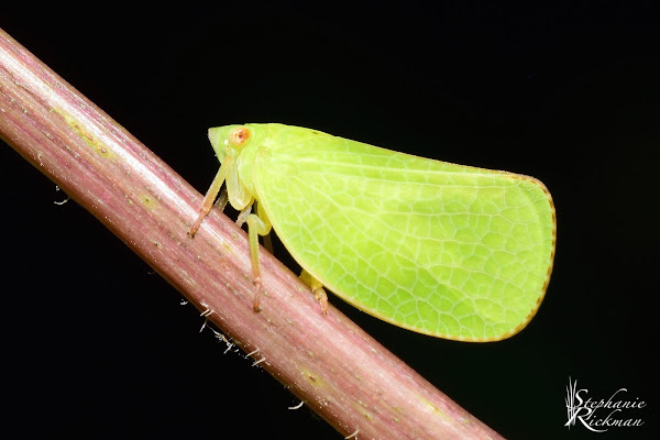Plant Hopper | Project Noah
