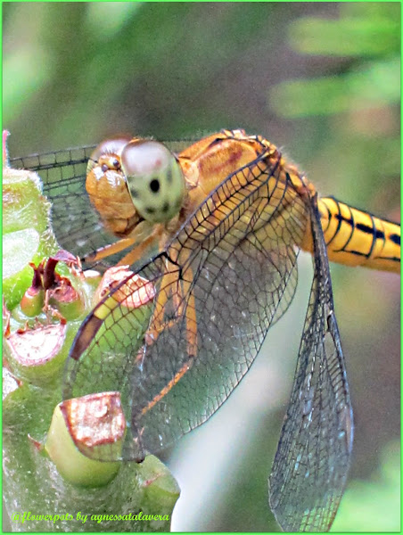 Neurothemis Dragonfly ♀ | Project Noah