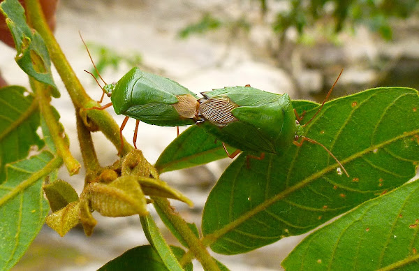 Camouflaged Stink Bugs | Project Noah