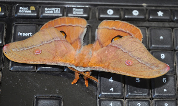 Helena gum moth | Project Noah