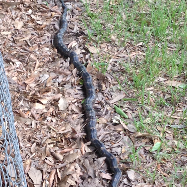 Western Rat Snake | Project Noah