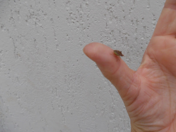 Spotting Unknown | Project Noah