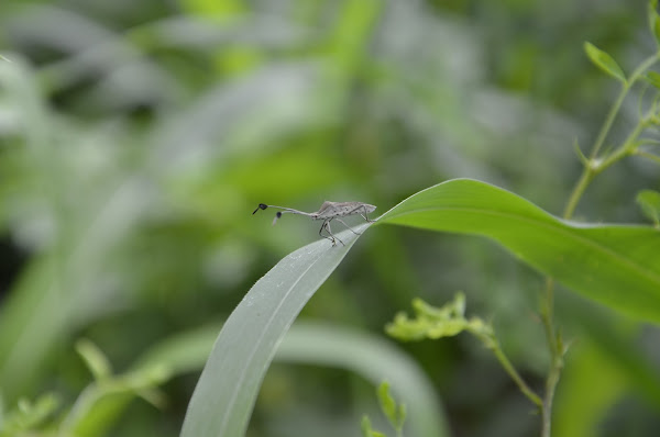 Coreid bug | Project Noah