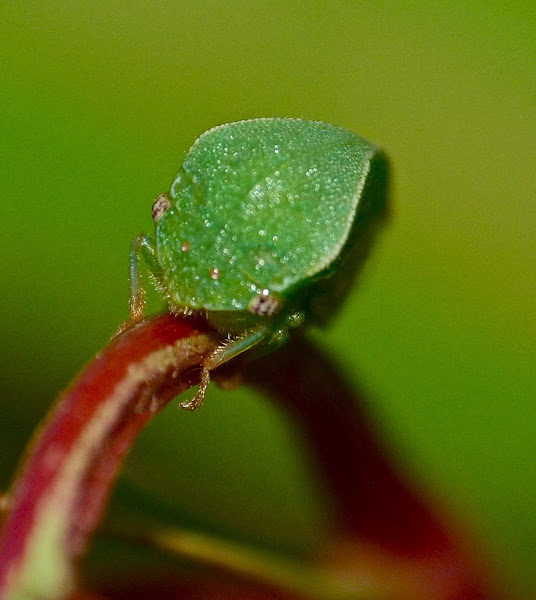 Three-cornered alfalfa hopper | Project Noah
