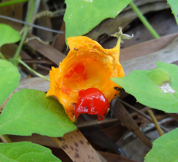 Bitter Melon | Project Noah