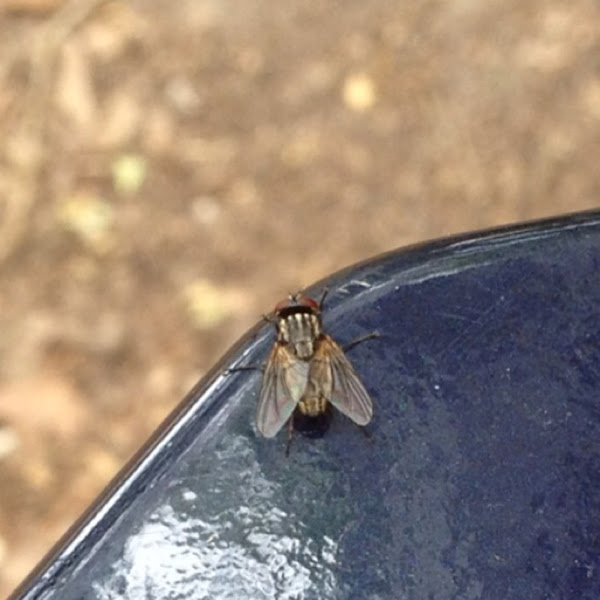 Housefly | Project Noah