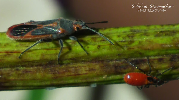 boxelder bug | Project Noah