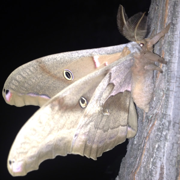 Polyphemus Moth | Project Noah