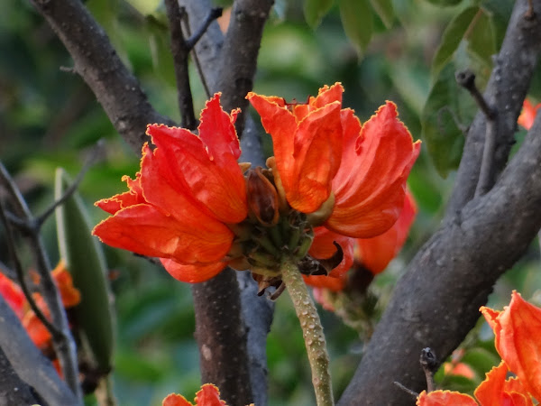 Tulipán africano - African Tulip Tree | Project Noah