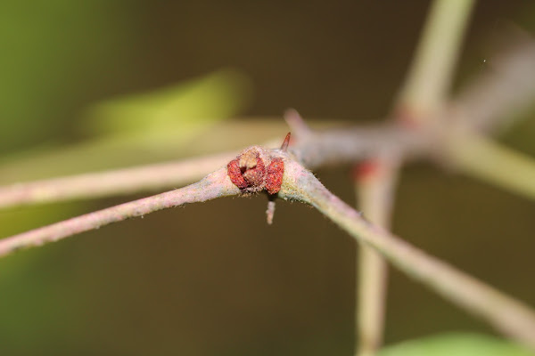 Northern Prickly Ash | Project Noah
