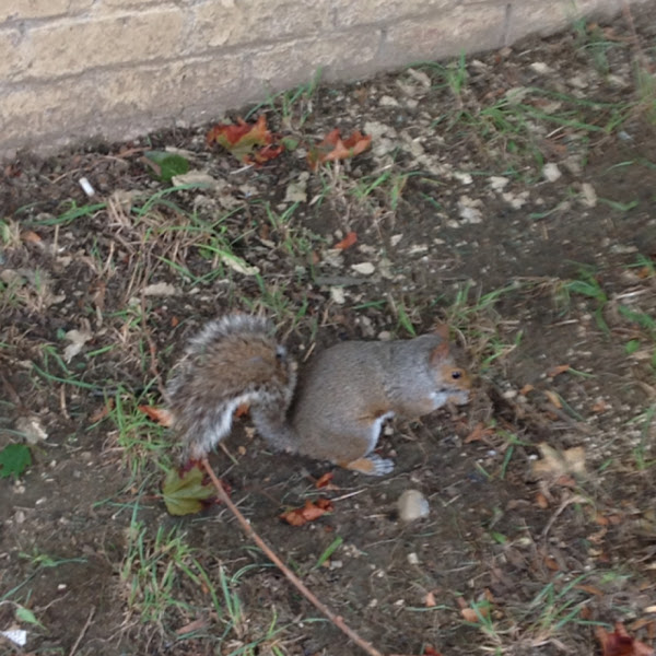 Eastern grey squirrel | Project Noah