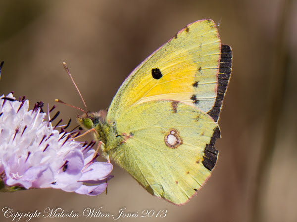 Clouded Yellow | Project Noah