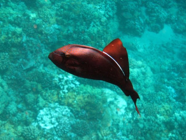 Black Durgon (Triggerfish) | Project Noah