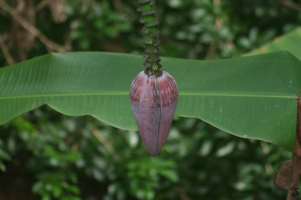 Unknown Banana Plant | Project Noah