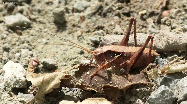 Eastern shieldback katydid nymph | Project Noah