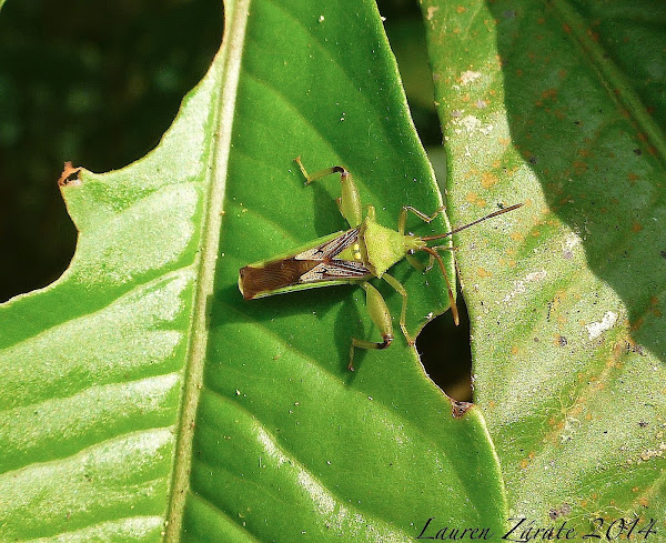 Leaf Footed Bug | Project Noah