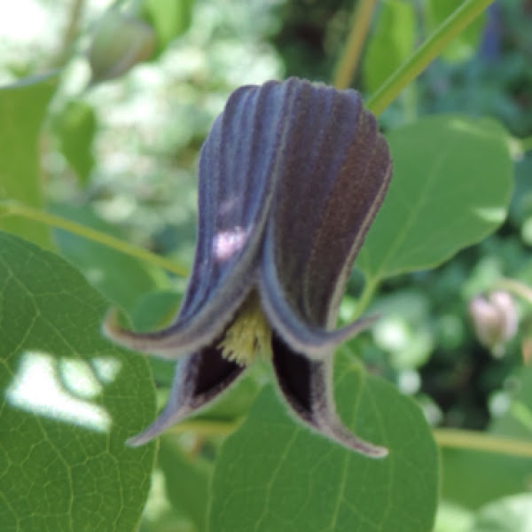 Purple clematis, Purple leatherflower, Leatherflower, Bluebill | Project Noah