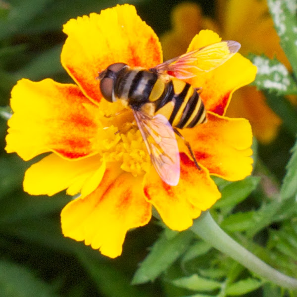 American Hover Fly | Project Noah