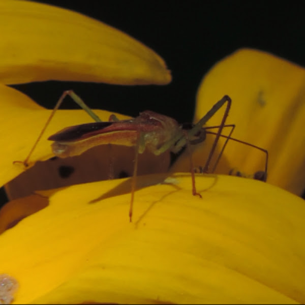 Leafhopper Assassin Bug | Project Noah
