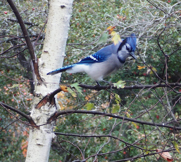 Blue Jay | Project Noah
