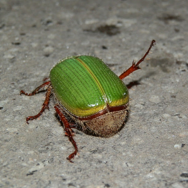 Eucalyptus chafer | Project Noah