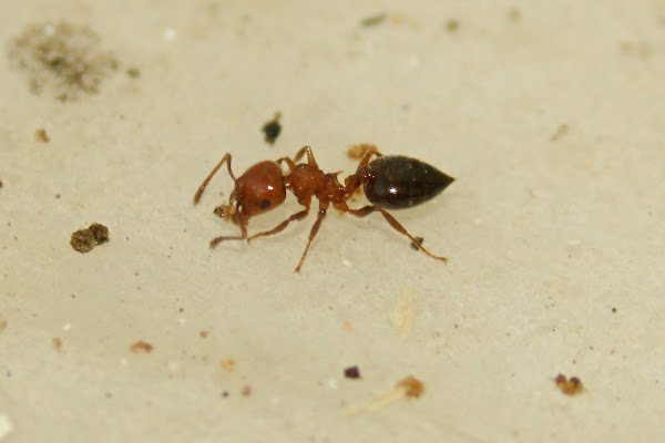 Acrobat ant (Crematogaster scutellaris) | Project Noah